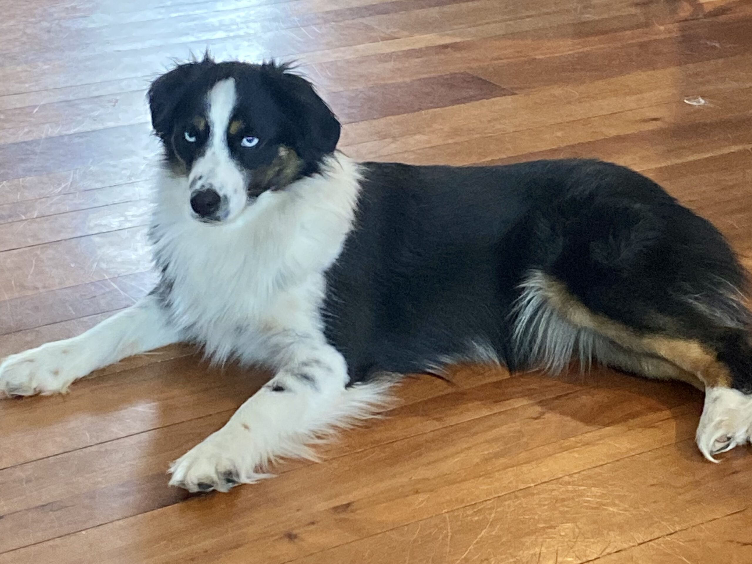 Dogs – Blue Moon