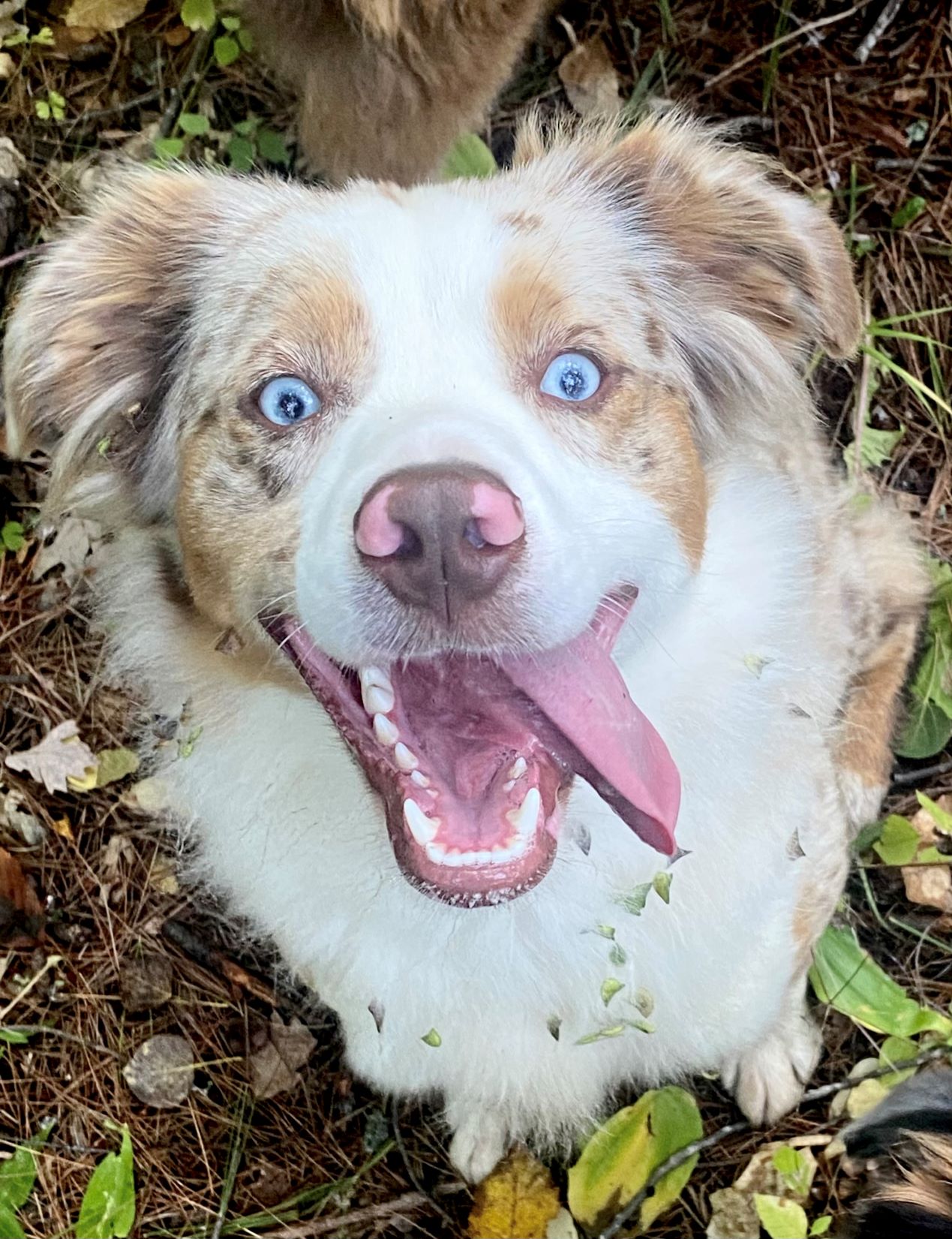 Dogs – Blue Moon