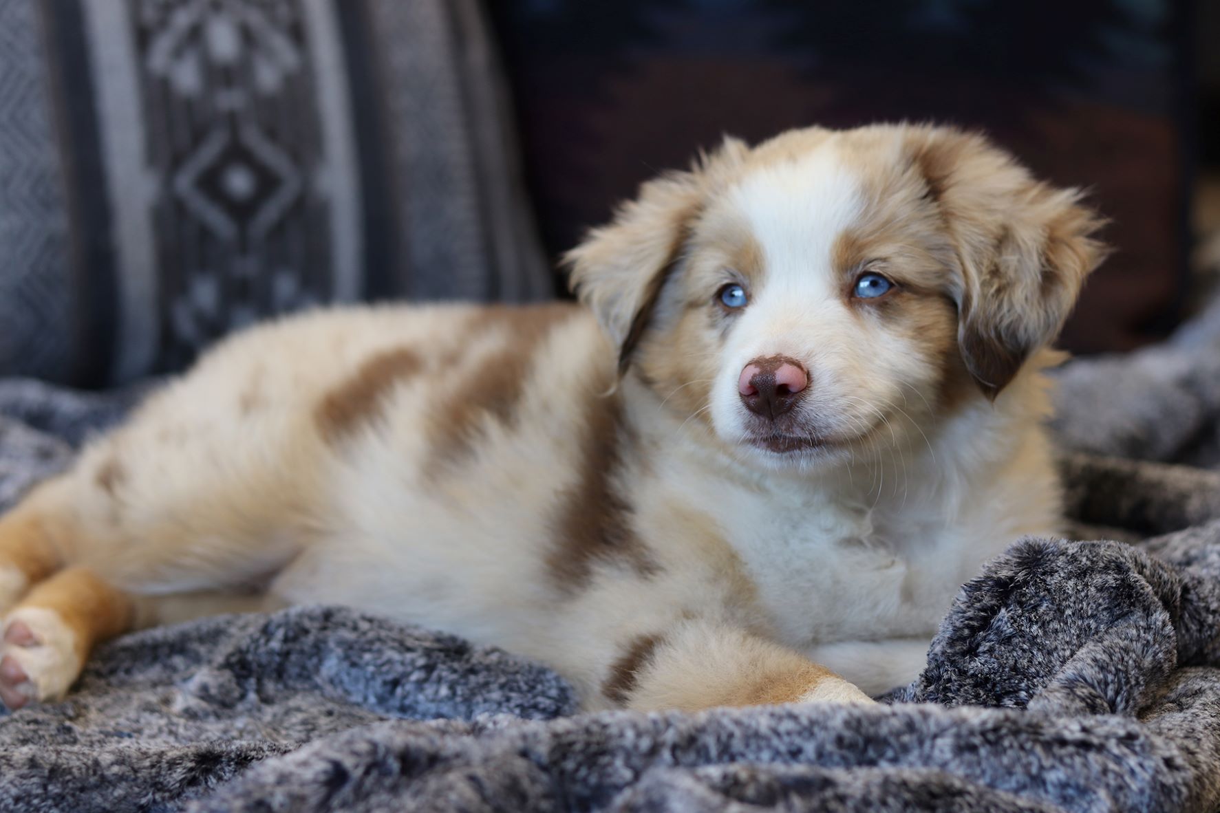 Dogs – Blue Moon