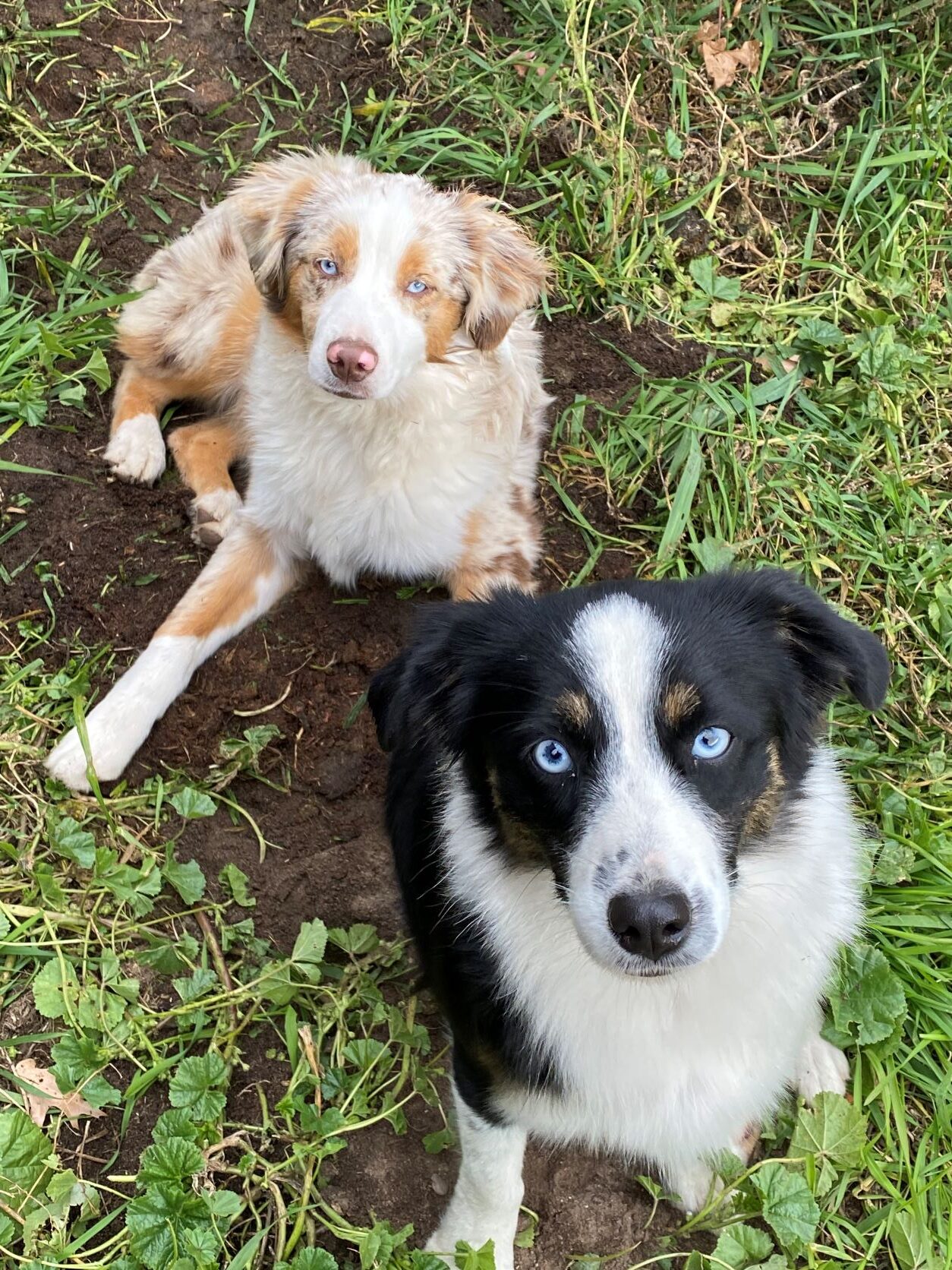Dogs – Blue Moon
